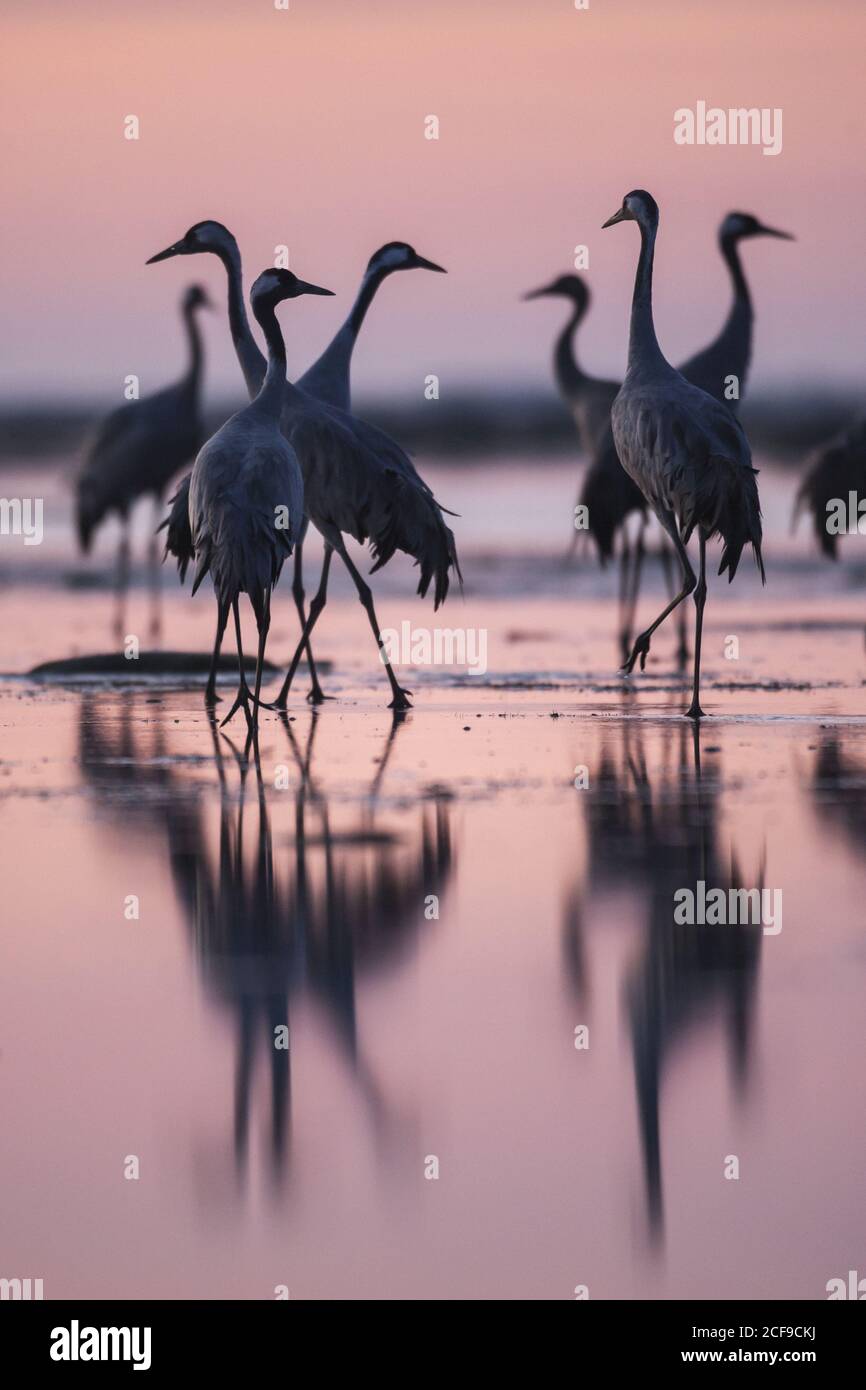 Crane roost park hi-res stock photography and images - Alamy