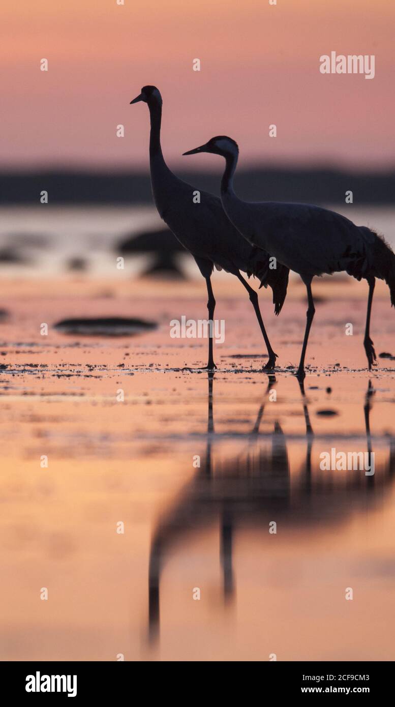 Common Cranes in autumn roosting site Stock Photo - Alamy