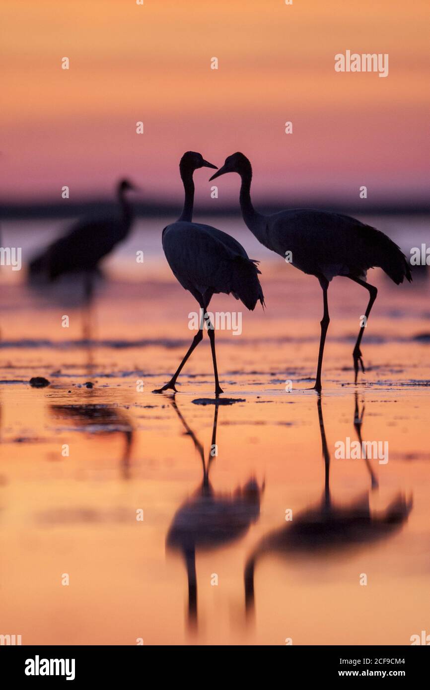 Common Cranes in autumn roosting site Stock Photo - Alamy
