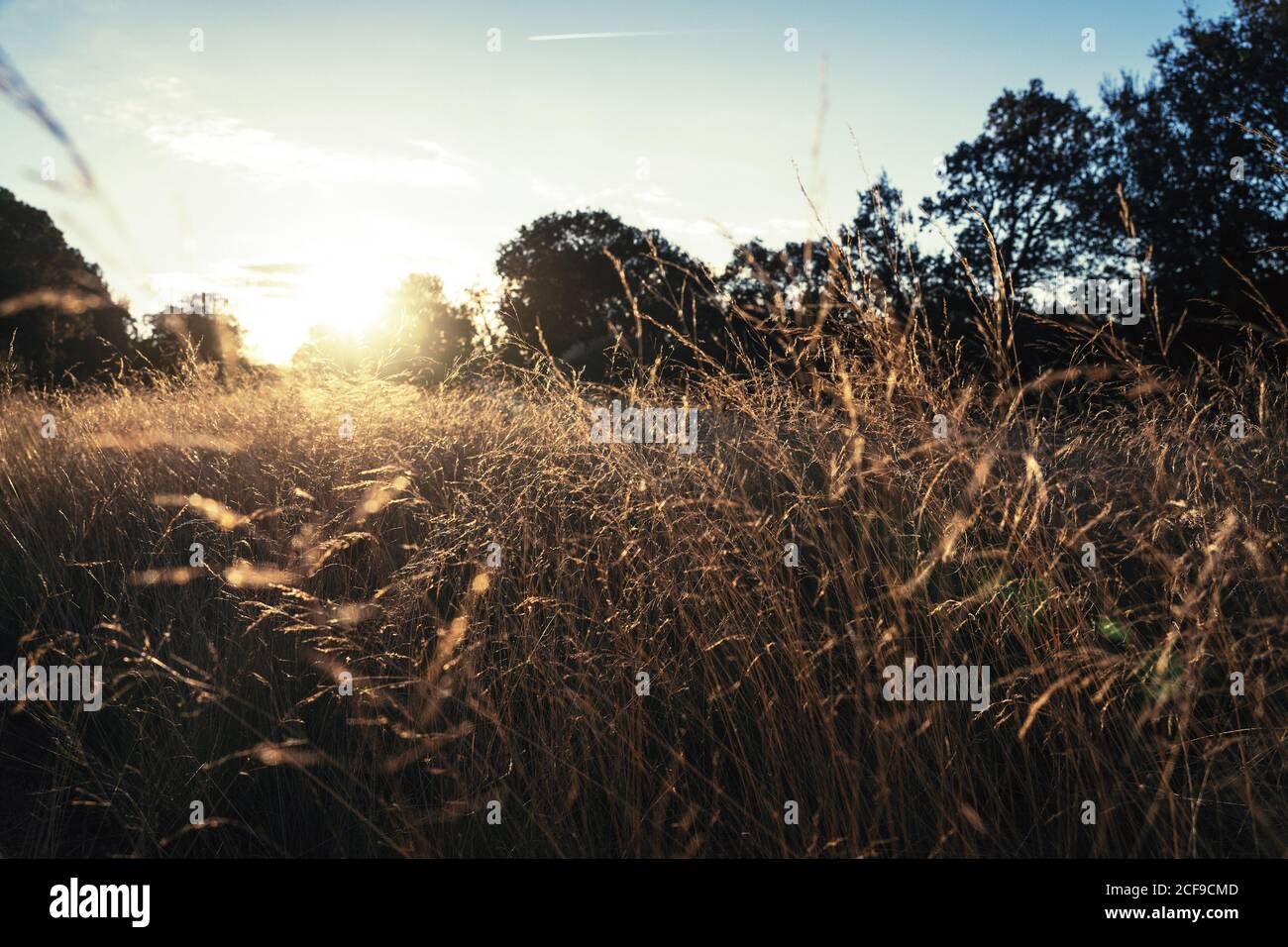 Field of tall grass blowing in the wind hi-res stock photography and ...