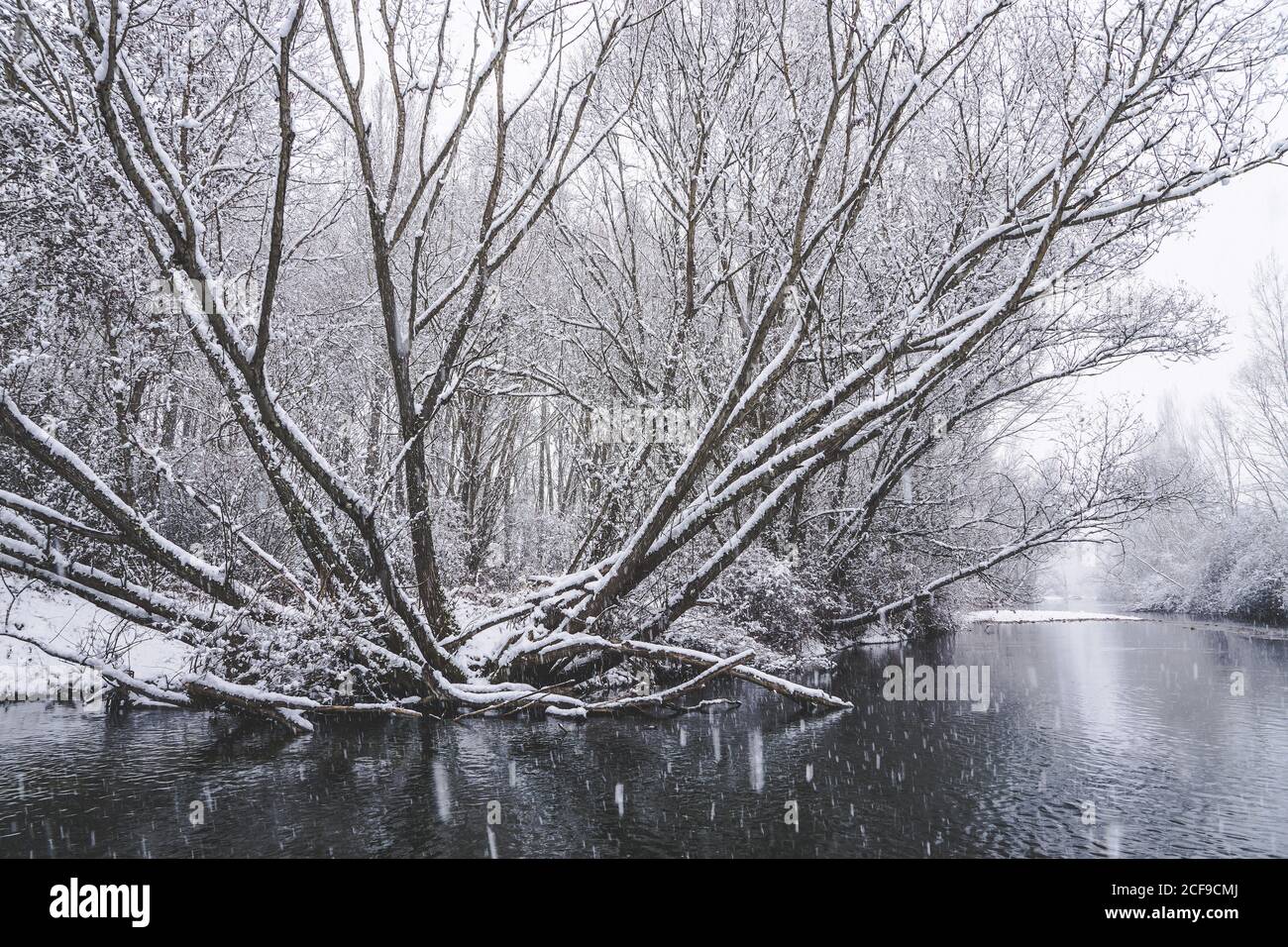 River streaming between snow forest Stock Photo - Alamy