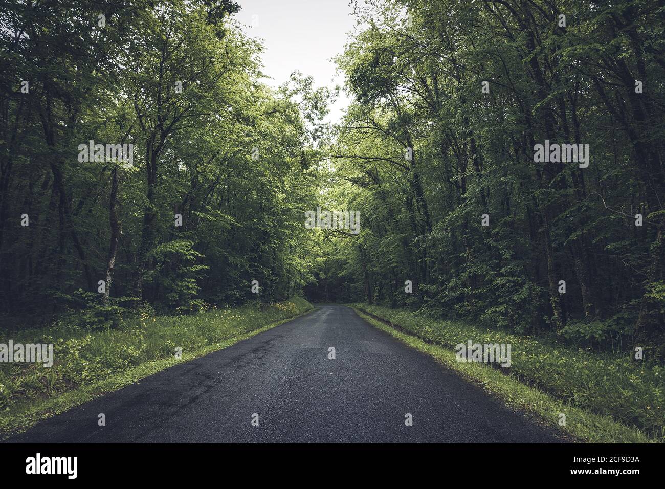 Smooth asphalt road in gloomy green forest with lush different trees ...