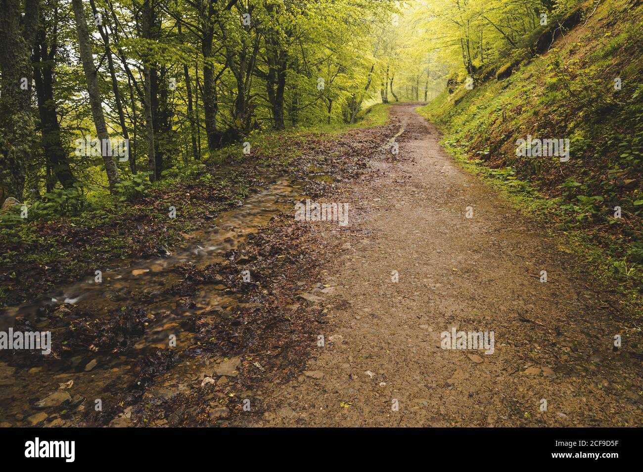 Lovely path going on hill slope near green trees in amazing forest ...