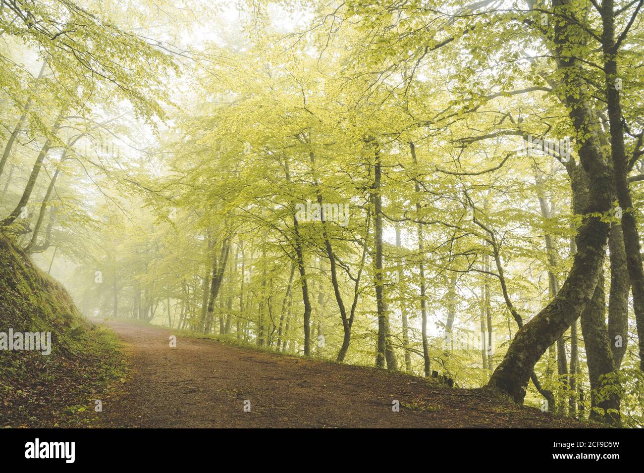 Lovely trees so wonderful hi-res stock photography and images - Alamy