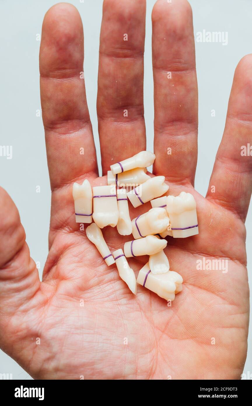 Top view of various plastic teeth models used for teaching dentistry ...