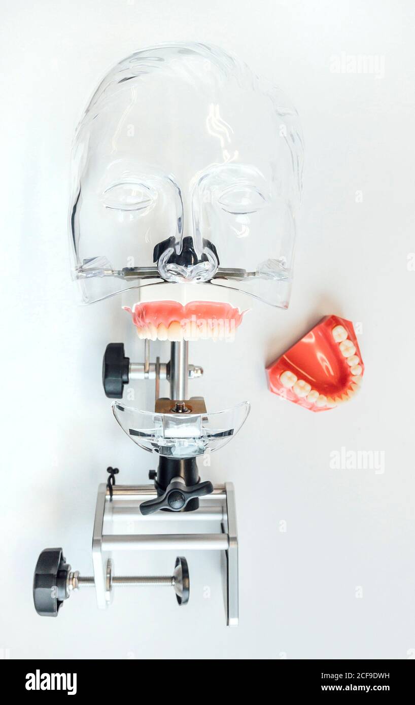 plastic mannequin with artificial jaw for training dentistry students ...