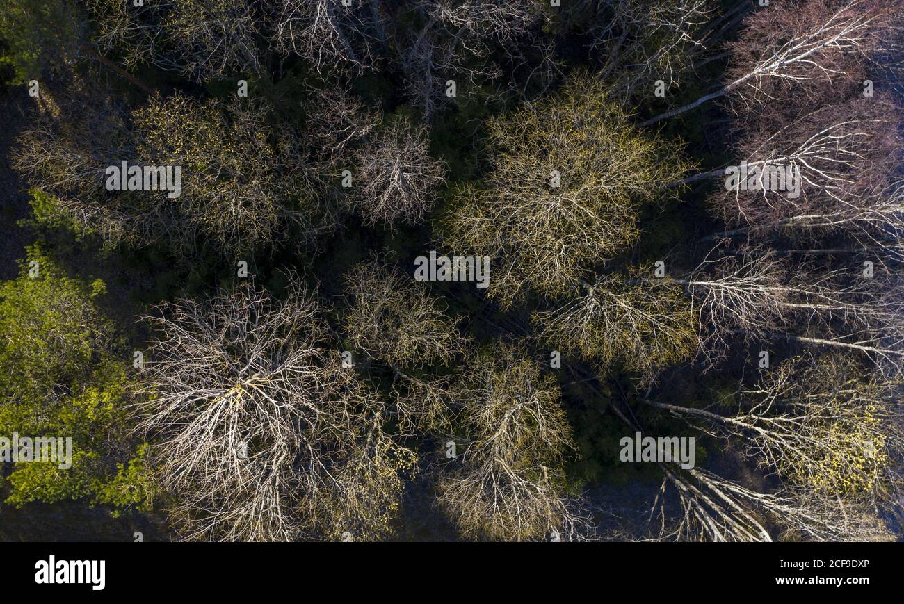 Aerial top-down view to the sunlit treetop canopy of the early spring ...