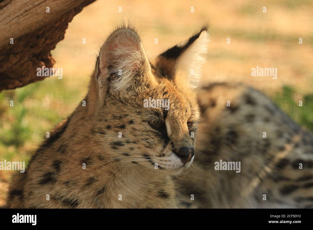 Caracal wild cat ears hi-res stock photography and images - Alamy