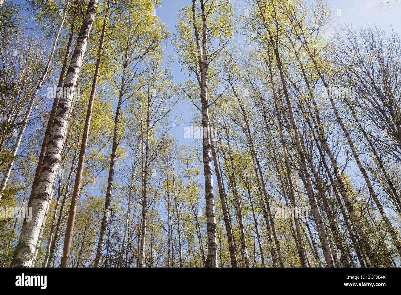 Upside view of the birch trees canopy and the emerald green emerging ...