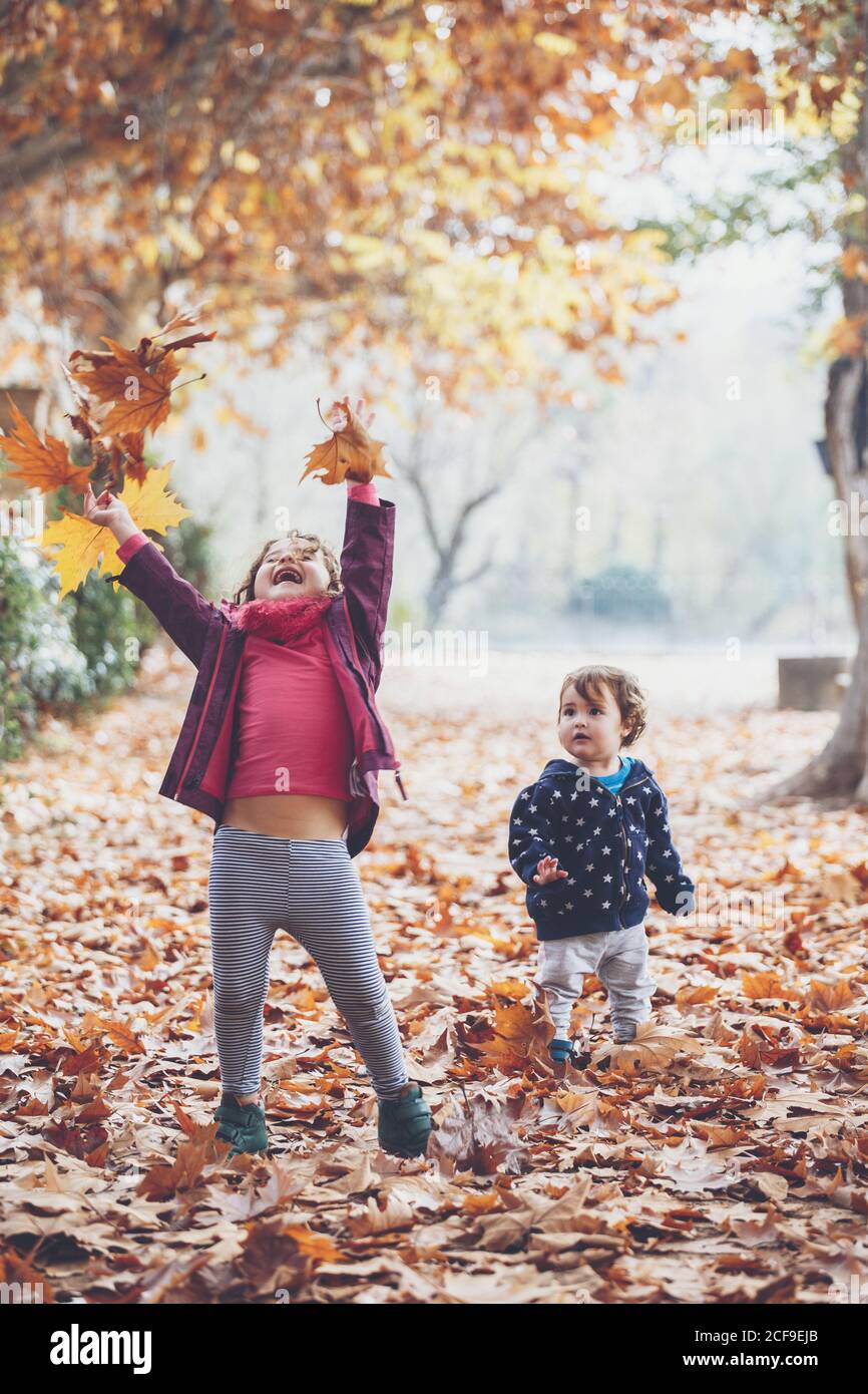 Plating examining fallen maple leaves being ground hi-res stock ...