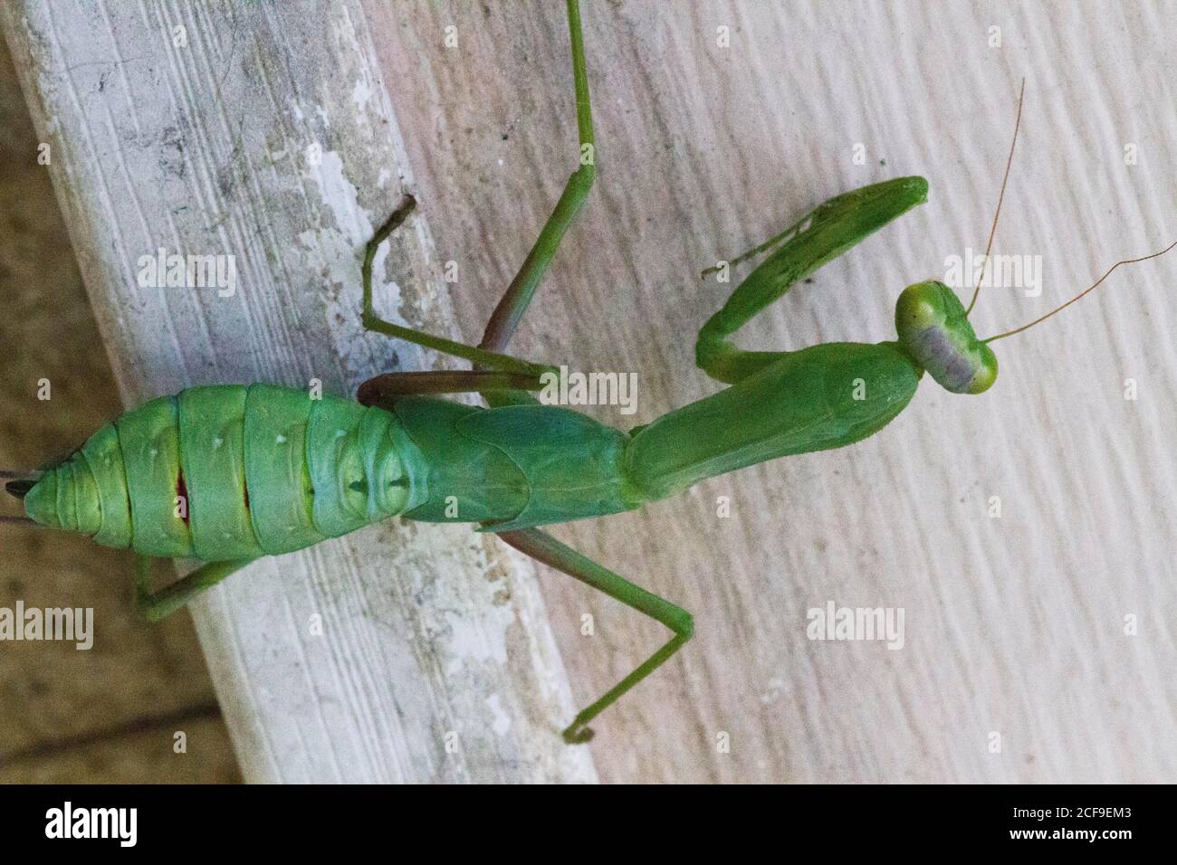 Praying mantis. Green praying mantis in branch. Giant Asian Green ...
