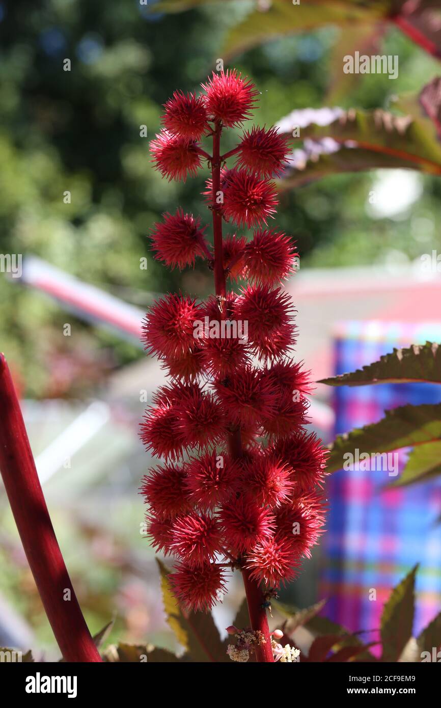 Red Flowers Of Castor Bean High Resolution Stock Photography and Images ...