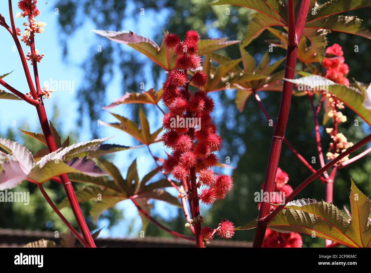 Red flowers of castor bean hi-res stock photography and images - Alamy