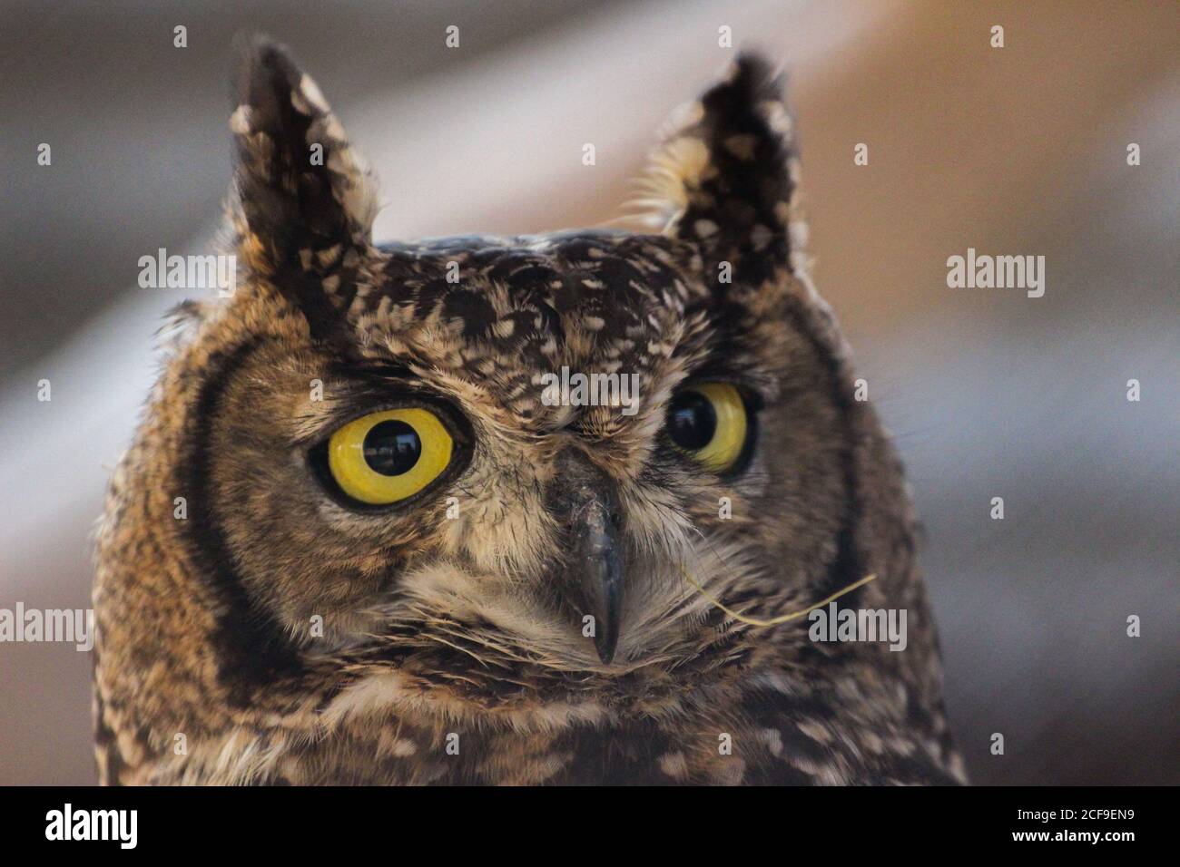 Spotted Eagle Owl (Bubo africanus Stock Photo - Alamy