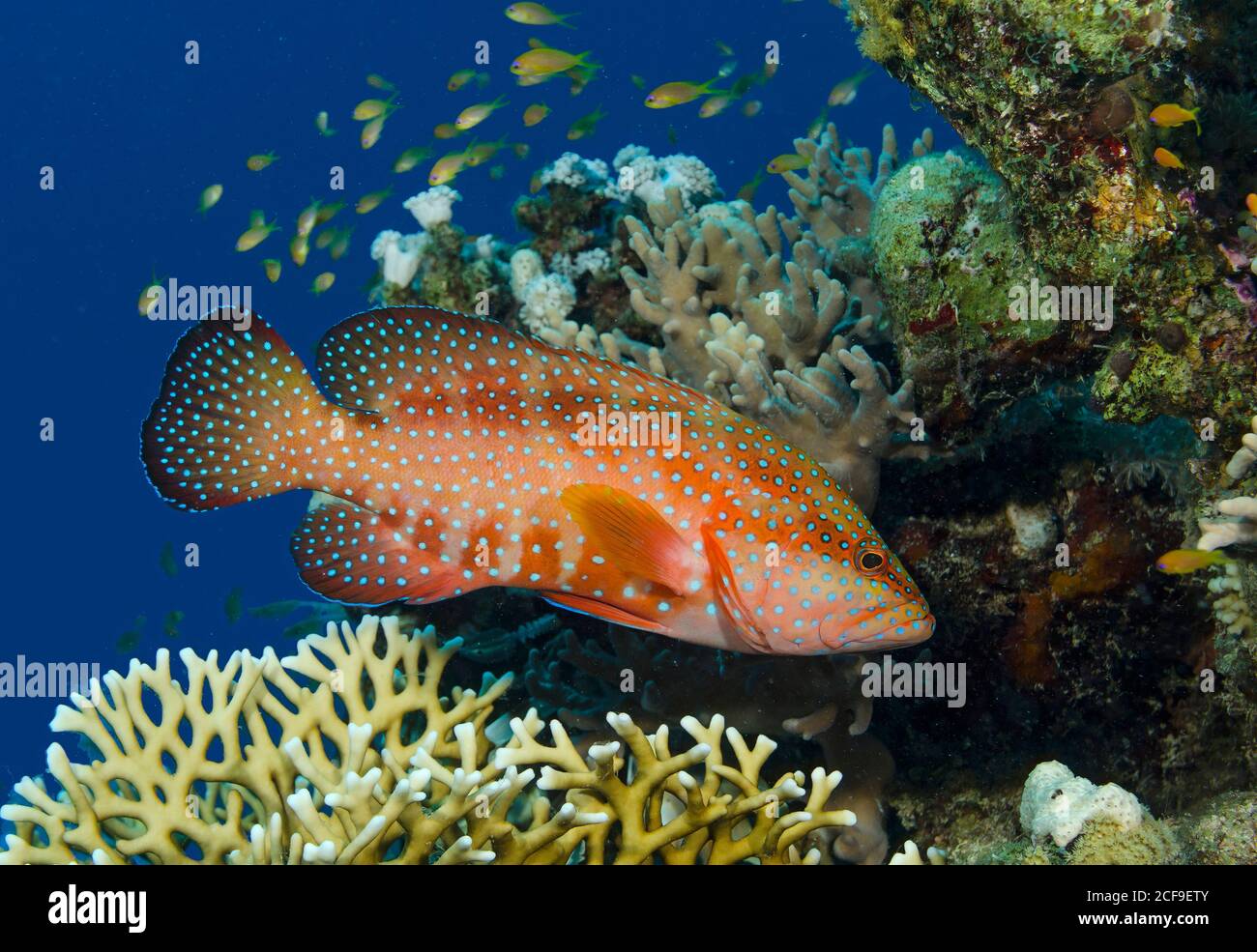 Coral trout hi-res stock photography and images - Alamy