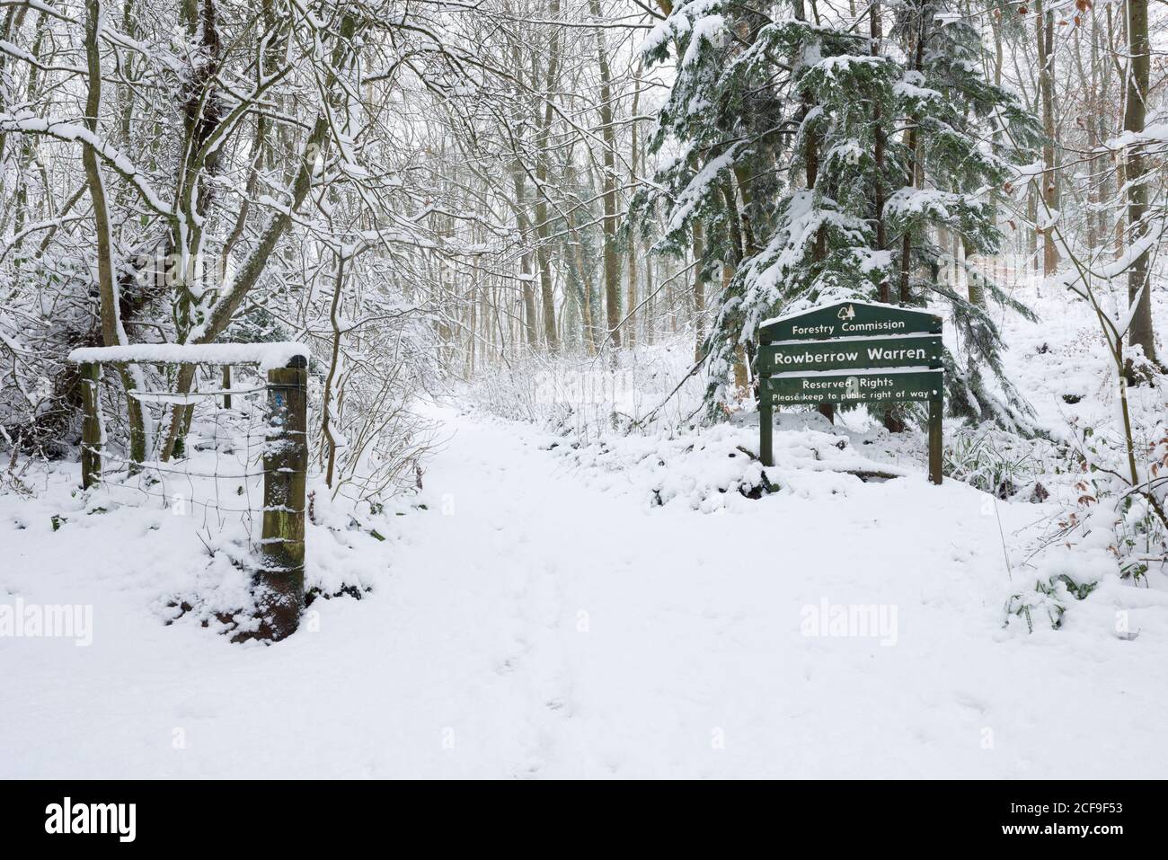 Fresh snowfall at Rowberrow Warren in the Mendip Hills National ...