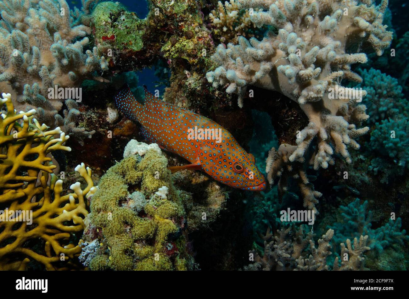 Rock hind grouper fish hi-res stock photography and images - Alamy