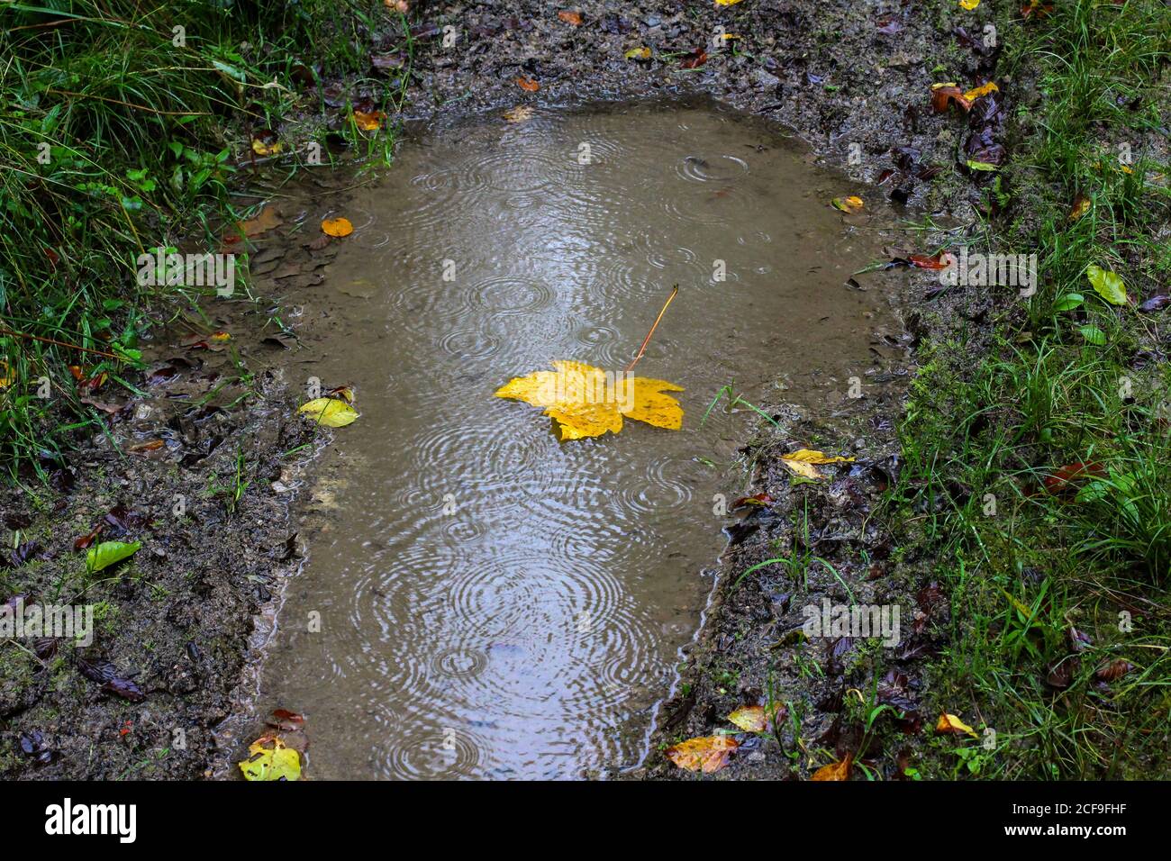 Yellow maple leaf fallen in a rain puddle Stock Photo - Alamy