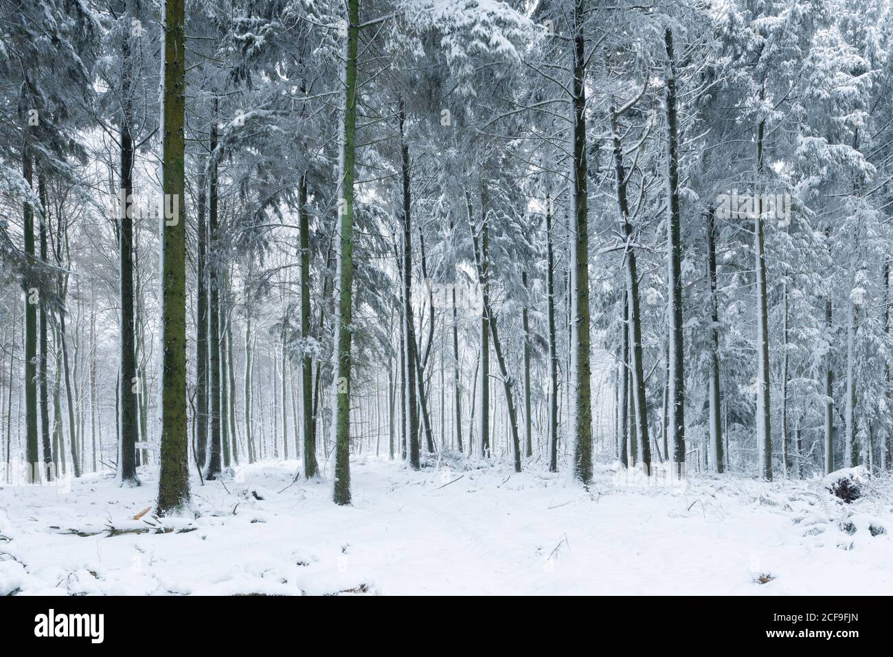 Fresh winter snowfall in a pine forest at Rowberrow Warren in the ...