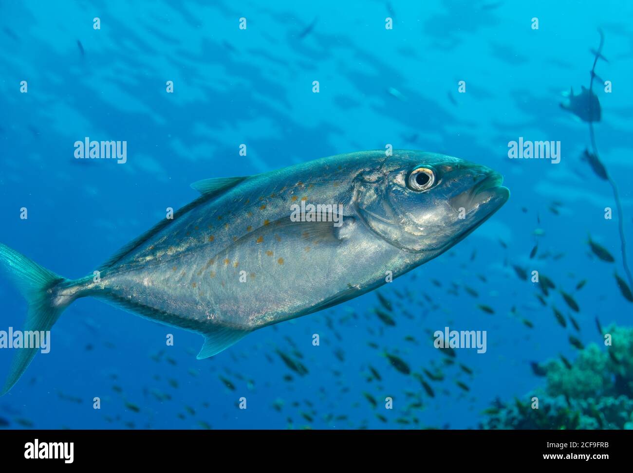 Orange-spotted Trevally, Carangoides bajad, Hamata, Red Sea, Egypt ...