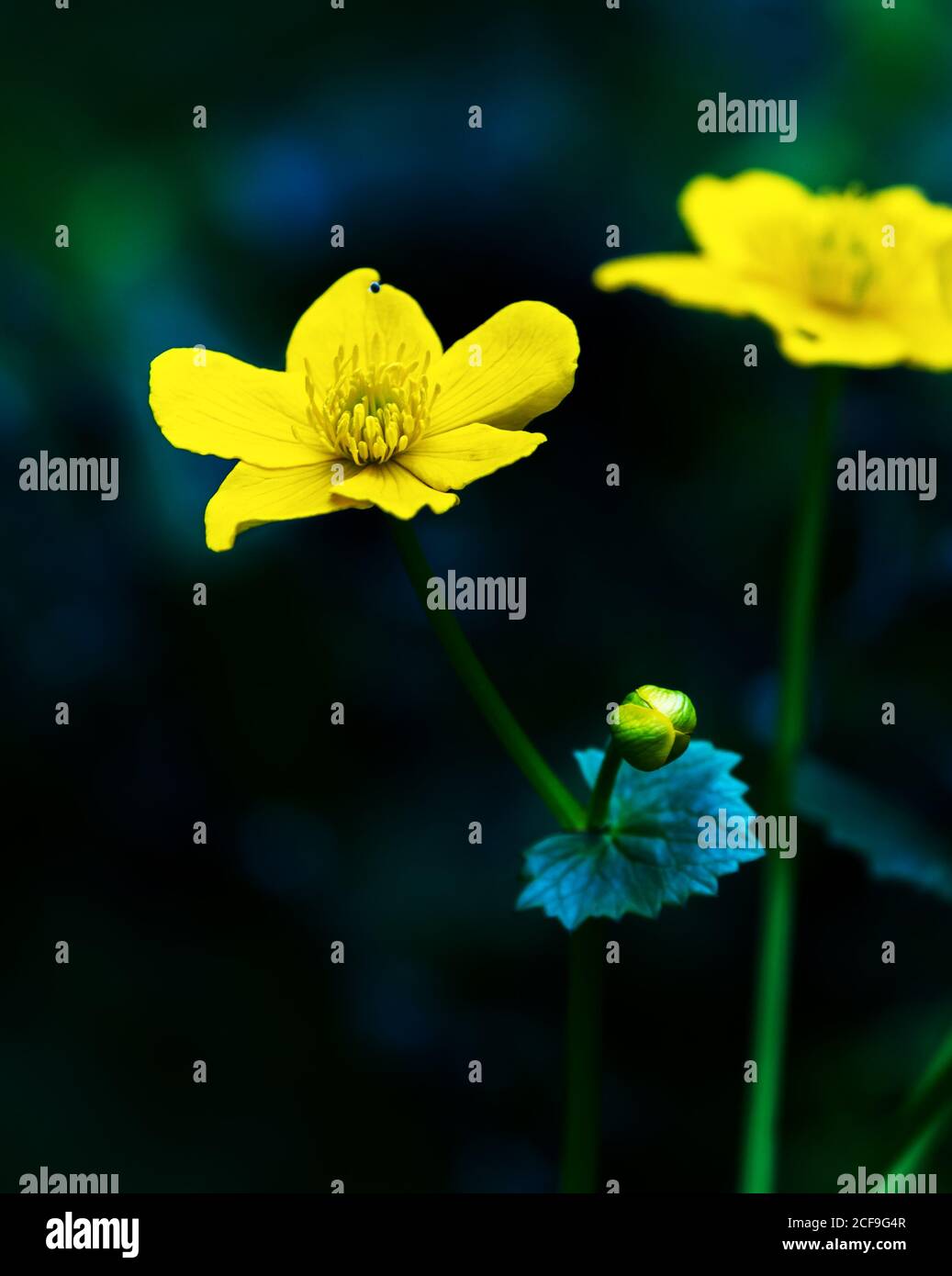 Globeflower, Trollius europaeus, flower plant Stock Photo - Alamy