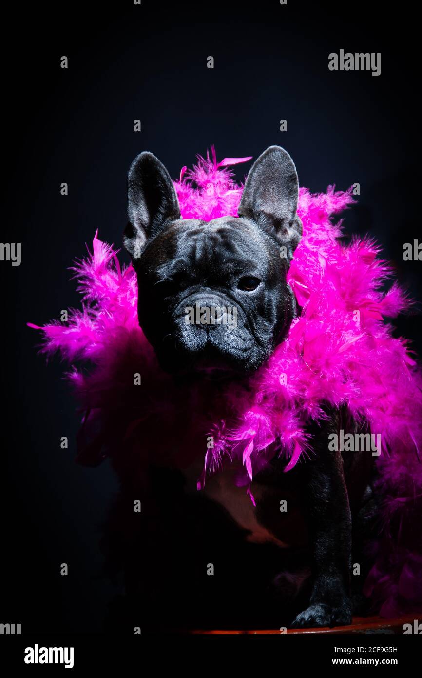 Black bulldog in pink feather boa Stock Photo - Alamy