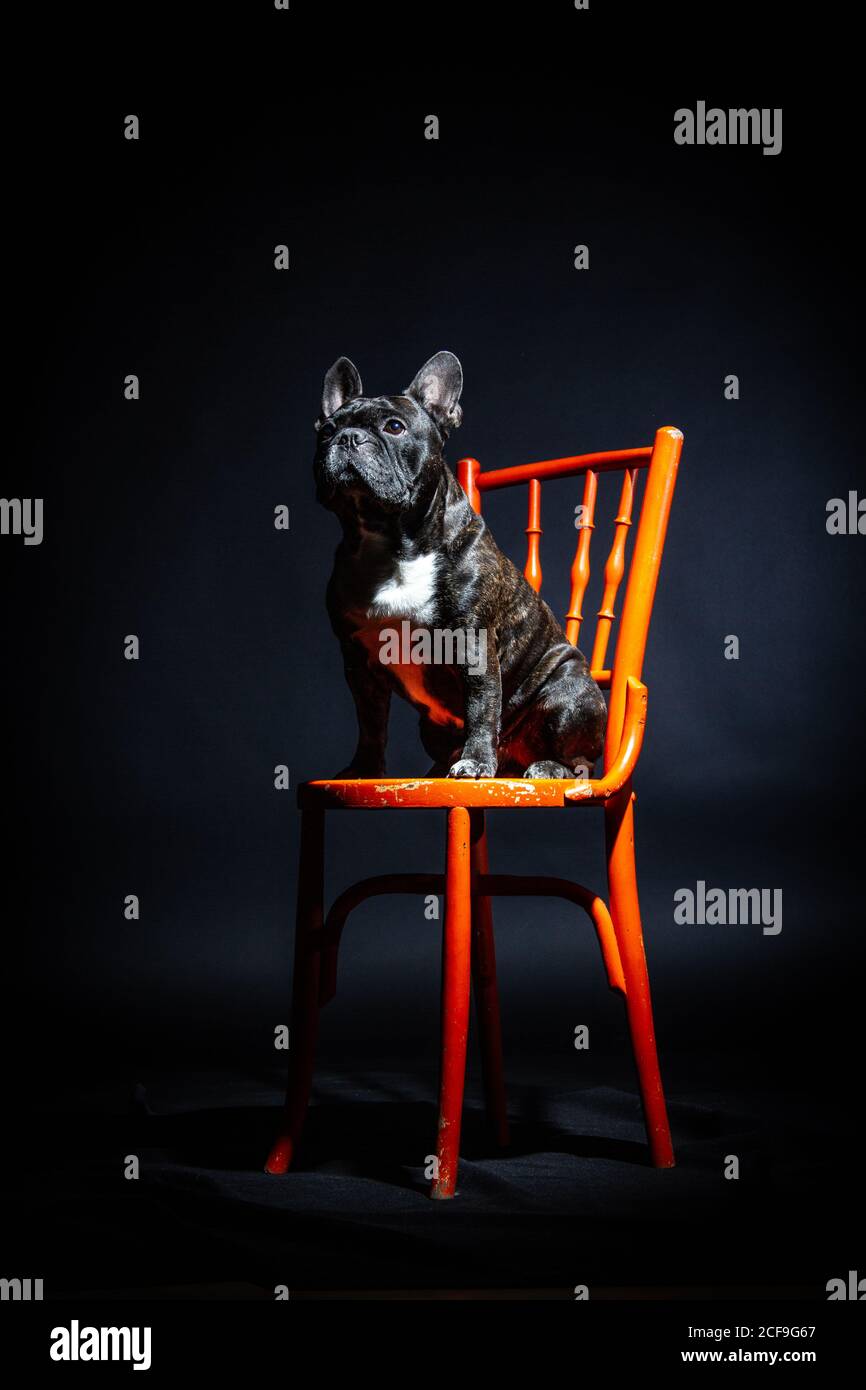 Old black bulldog sitting on chair Stock Photo - Alamy