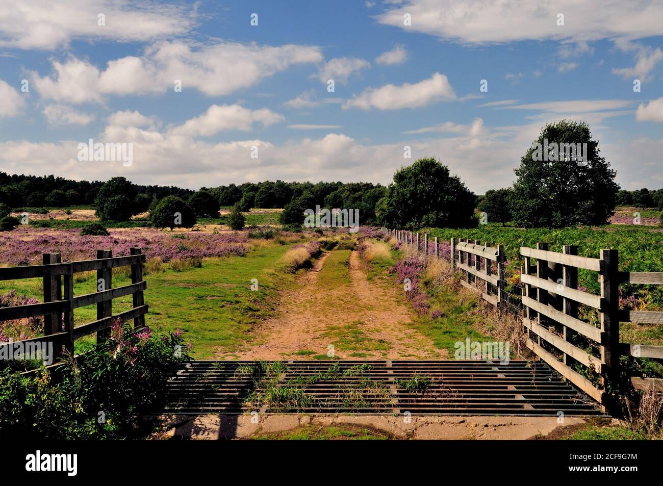 Purple heather and a cattle grid in Budby South Forest, part of ...