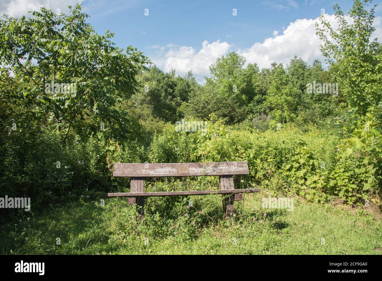 Park bench nestled in the lush, natural springtime plants and trees ...