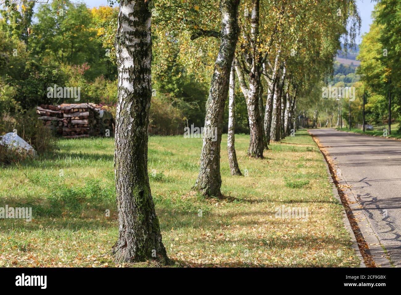 Road lined with trees Stock Photo - Alamy