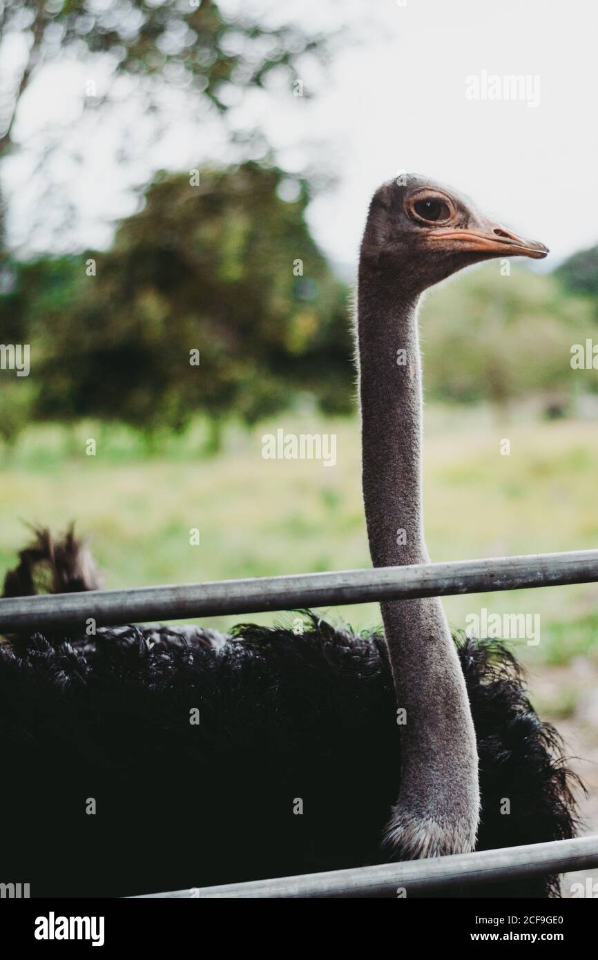 Peaceful wild big ostrich in zoo Stock Photo - Alamy