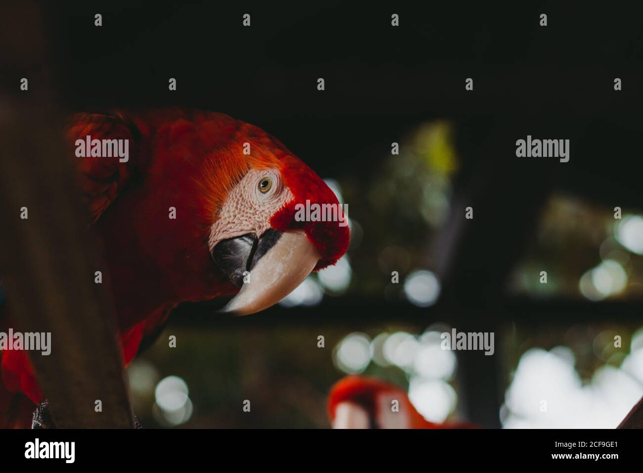 Parrots at large hi-res stock photography and images - Alamy