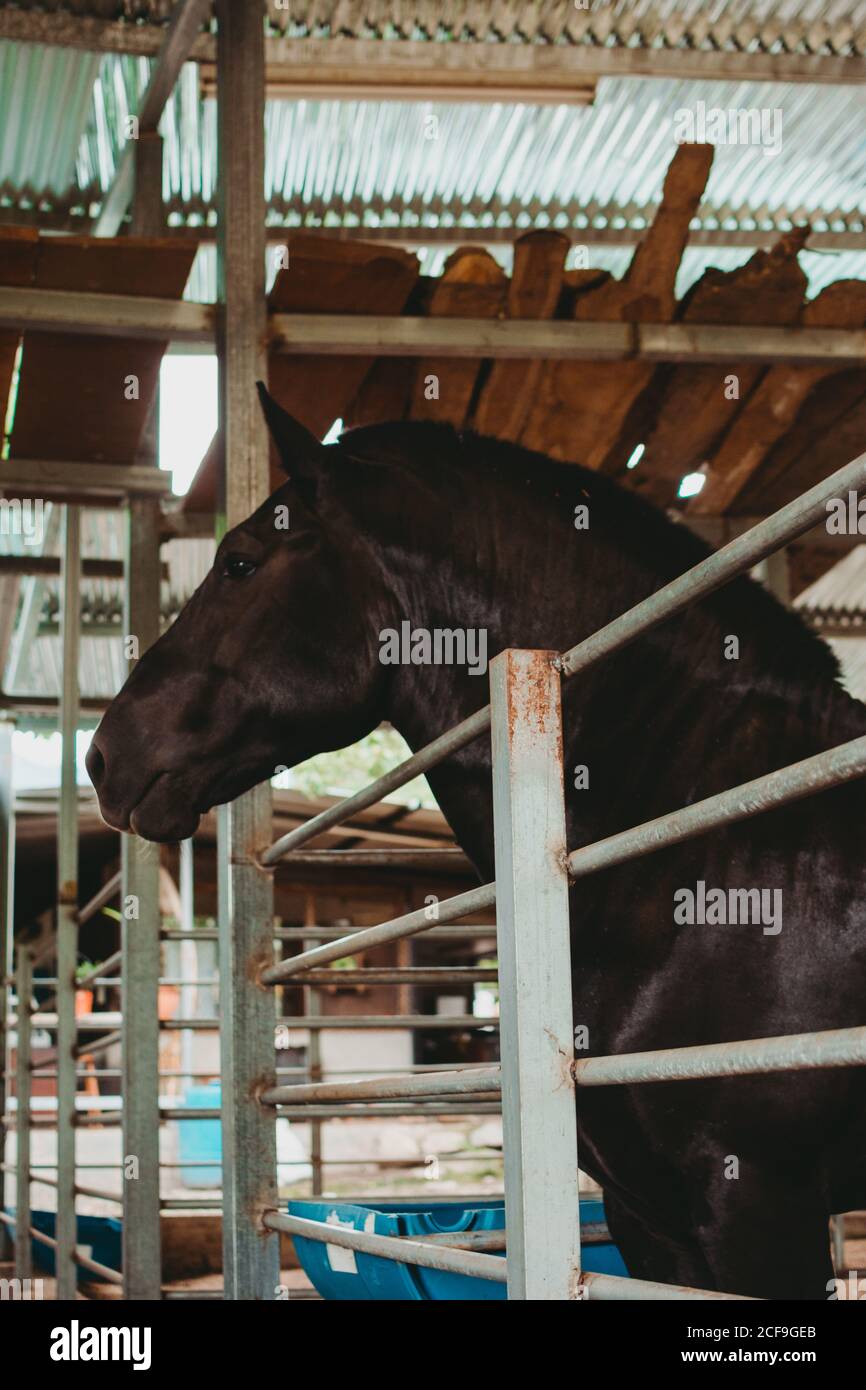 Side view of big black horse with shiny mane standing at metal fence in ...