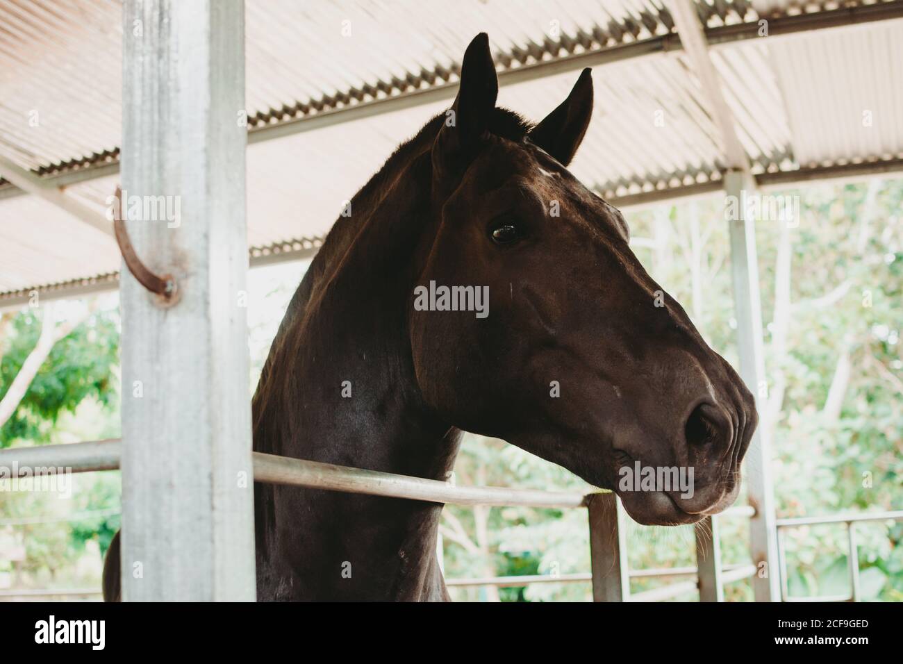 Gorgeous black horse in stable Stock Photo - Alamy