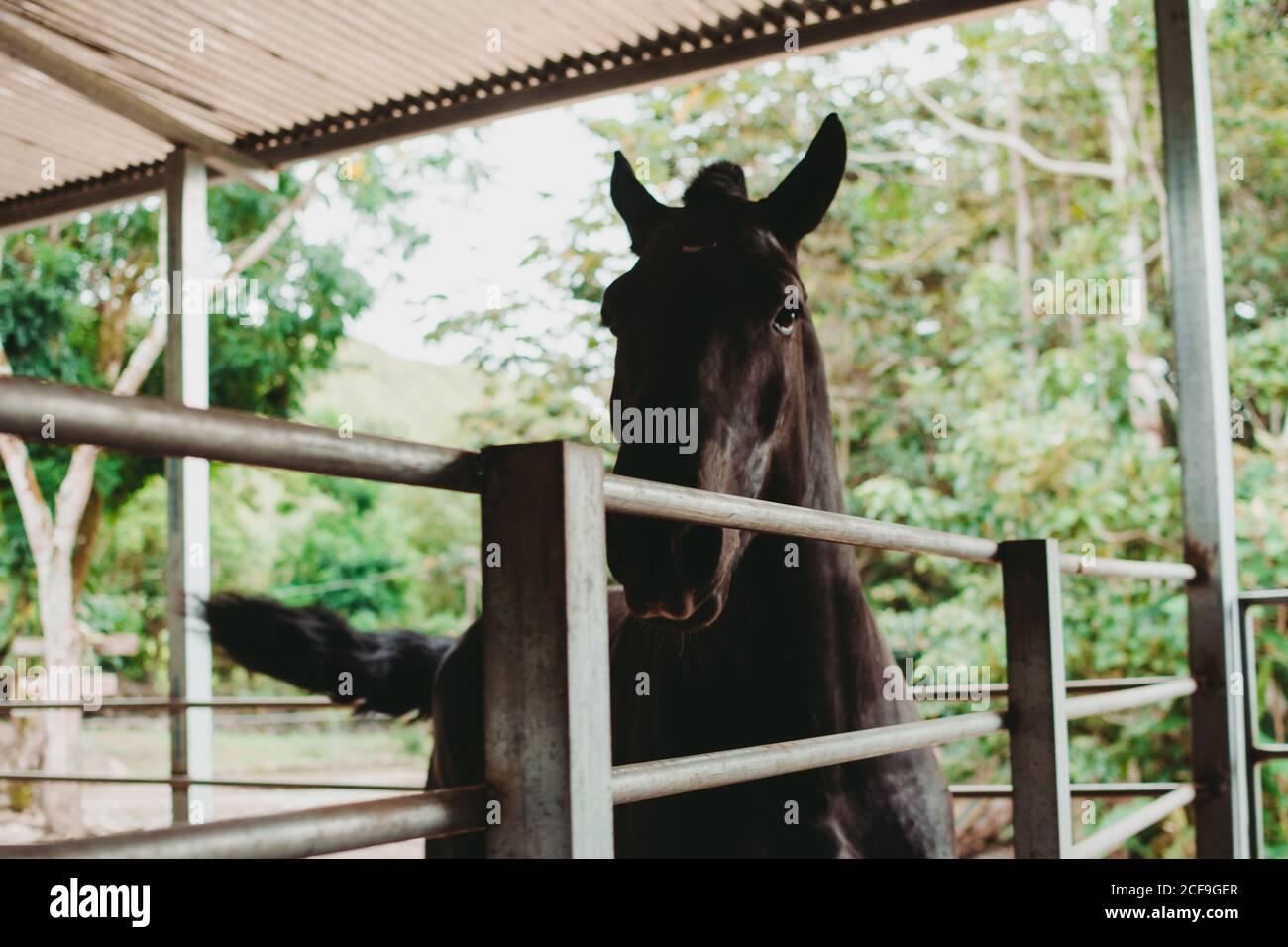 Gorgeous black horse in stable Stock Photo - Alamy