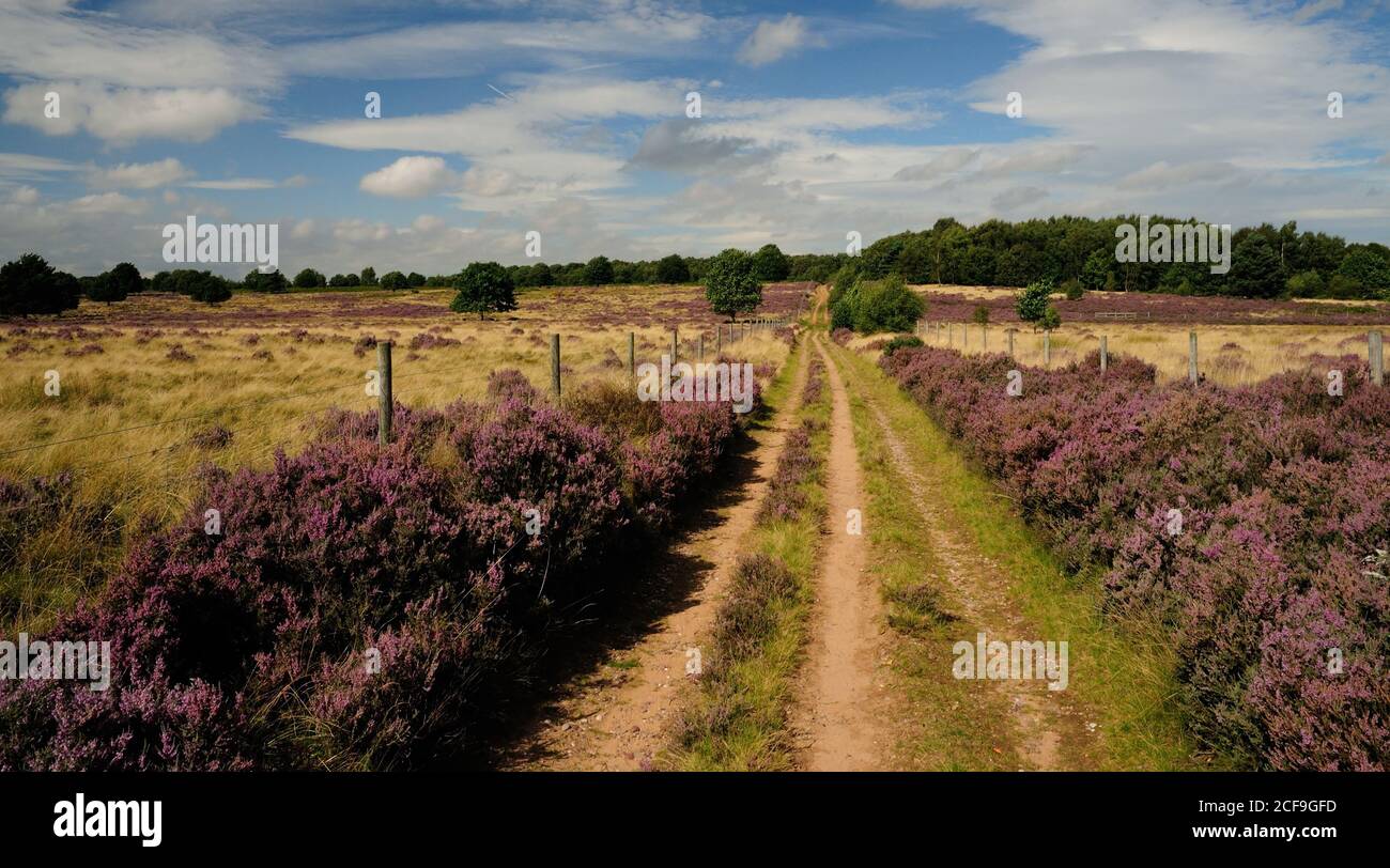Heather in Budby South Forest, part of Sherwood Forest nature reserve ...