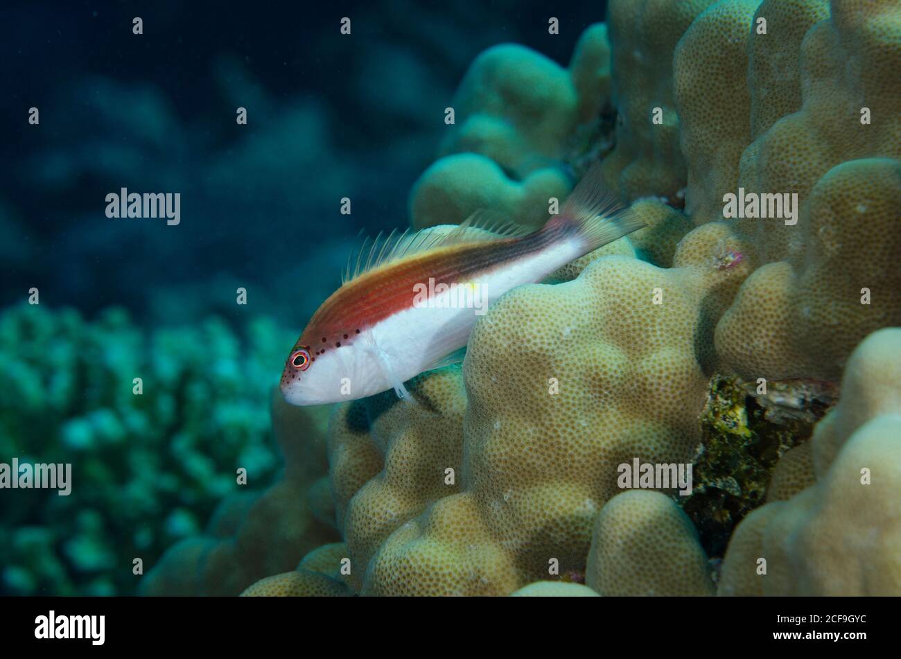 Forster Hawkfish, Paracirrhites forsteri, on coral reef in Hamata, Red ...