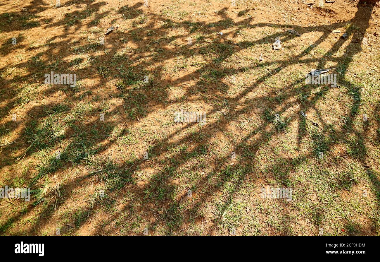 Shadow dry outdoor trees hi-res stock photography and images - Alamy
