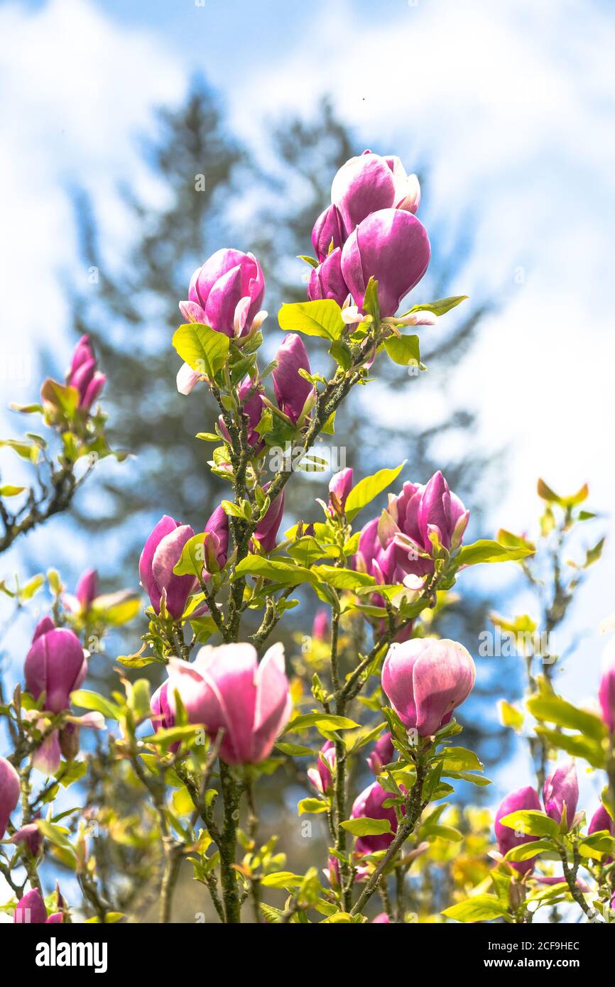 Saucer magnolia blossom close hi-res stock photography and images - Alamy