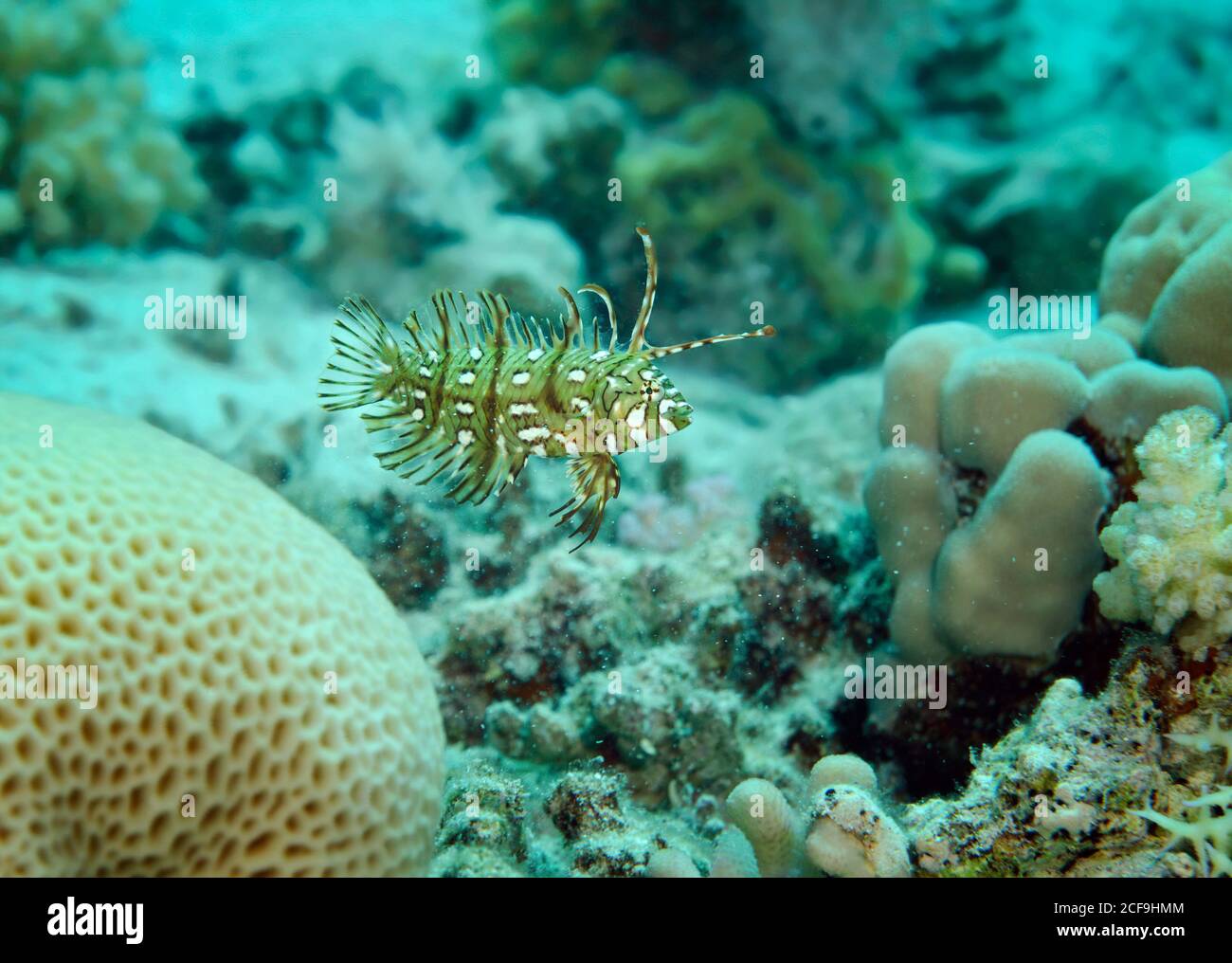 Juvenile Rockmover Wrasse High Resolution Stock Photography and Images ...