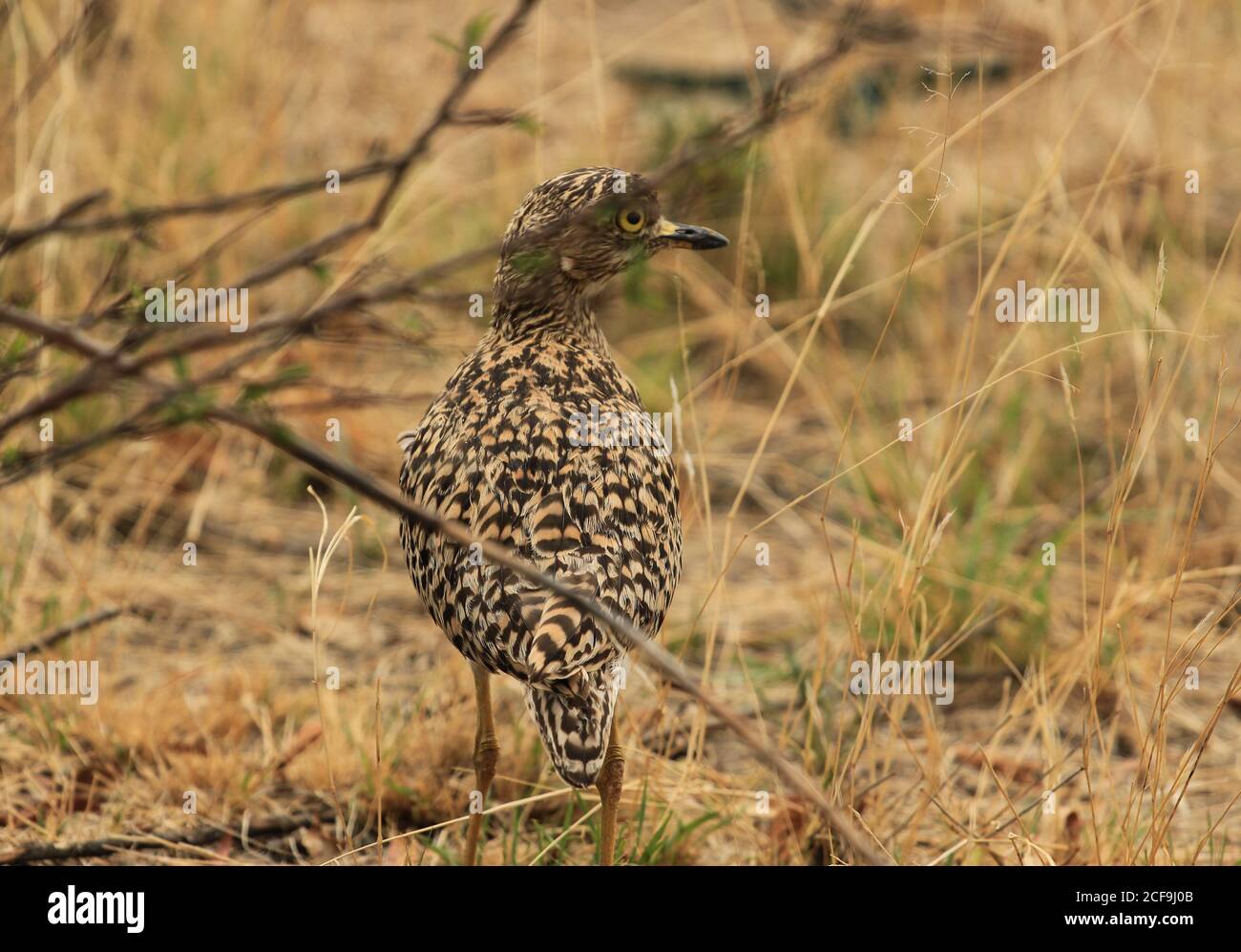 Burhinus capensis, the Cape Thick-knee (also known as Spotted Dikkop Stock Photo - Alamy