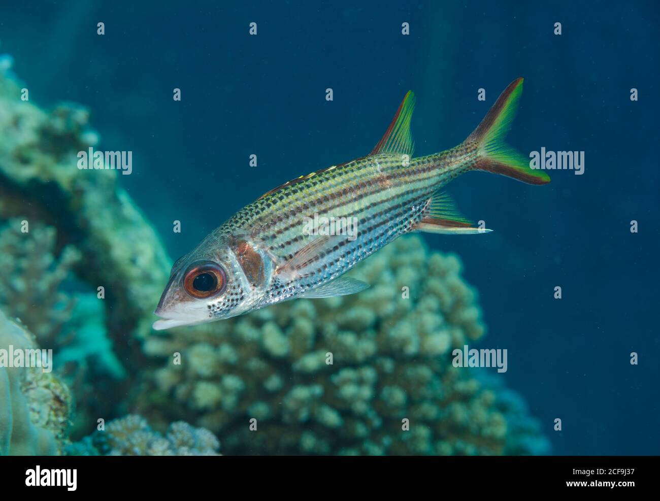 Sammara squirrelfish hi-res stock photography and images - Alamy