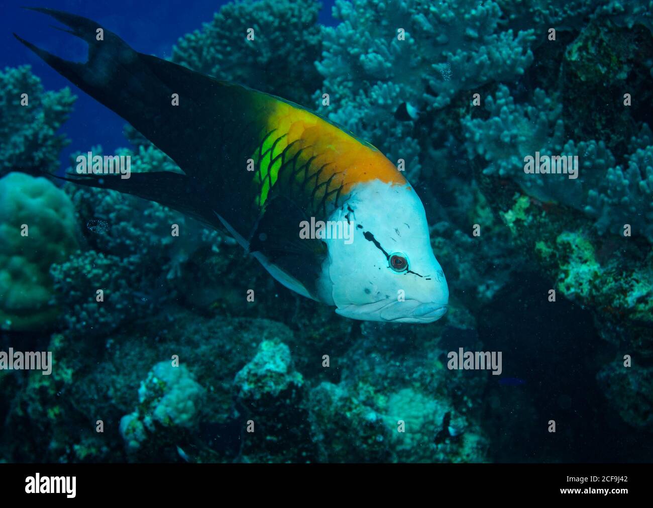 Slingjaw wrasse, Epibulus insidiator, swimming over coral reef in ...