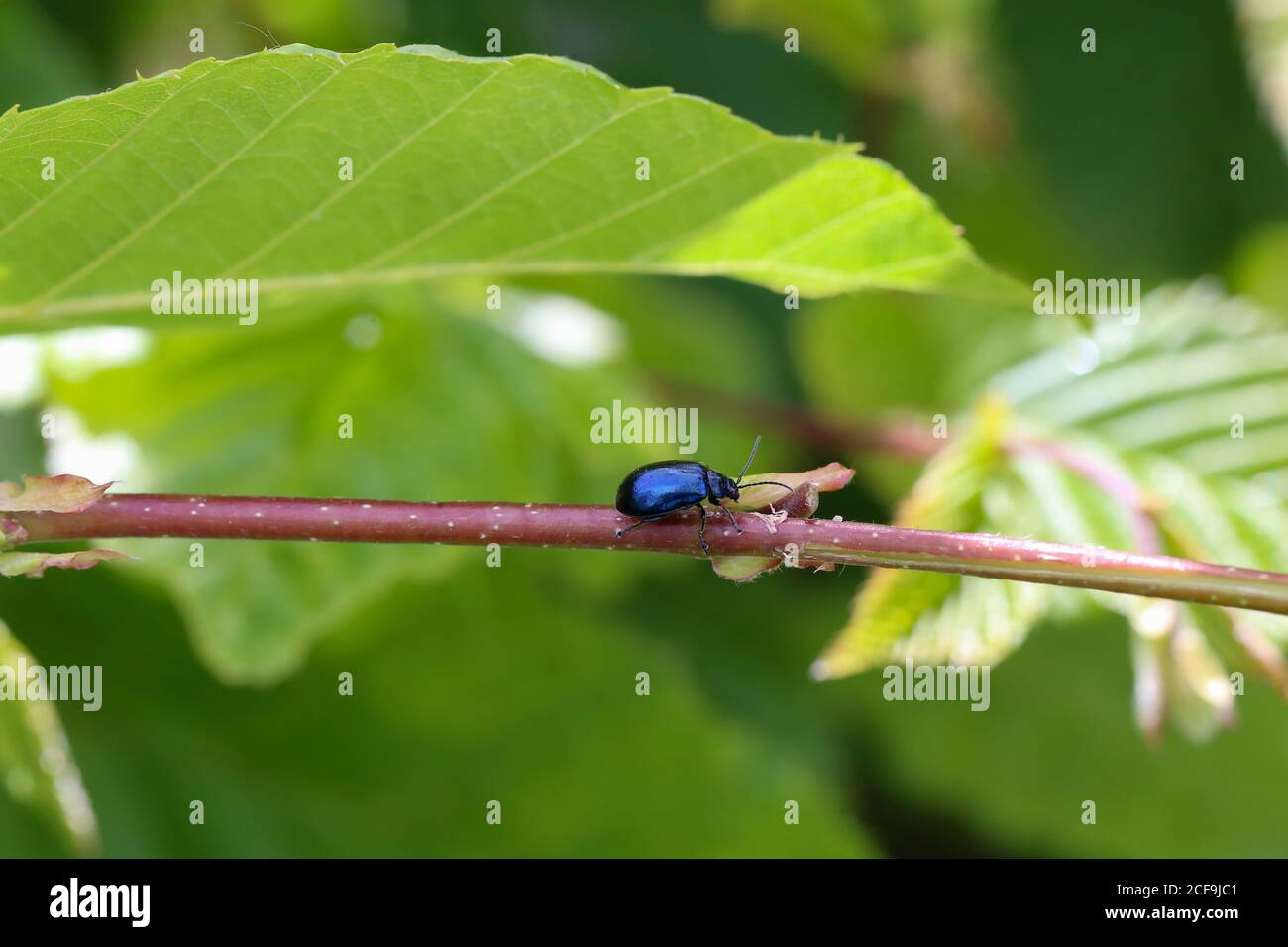 Blue beetle on a branch of a plant Stock Photo - Alamy