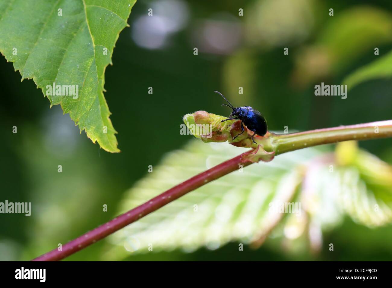 Blue beetle on a tree branch Stock Photo - Alamy