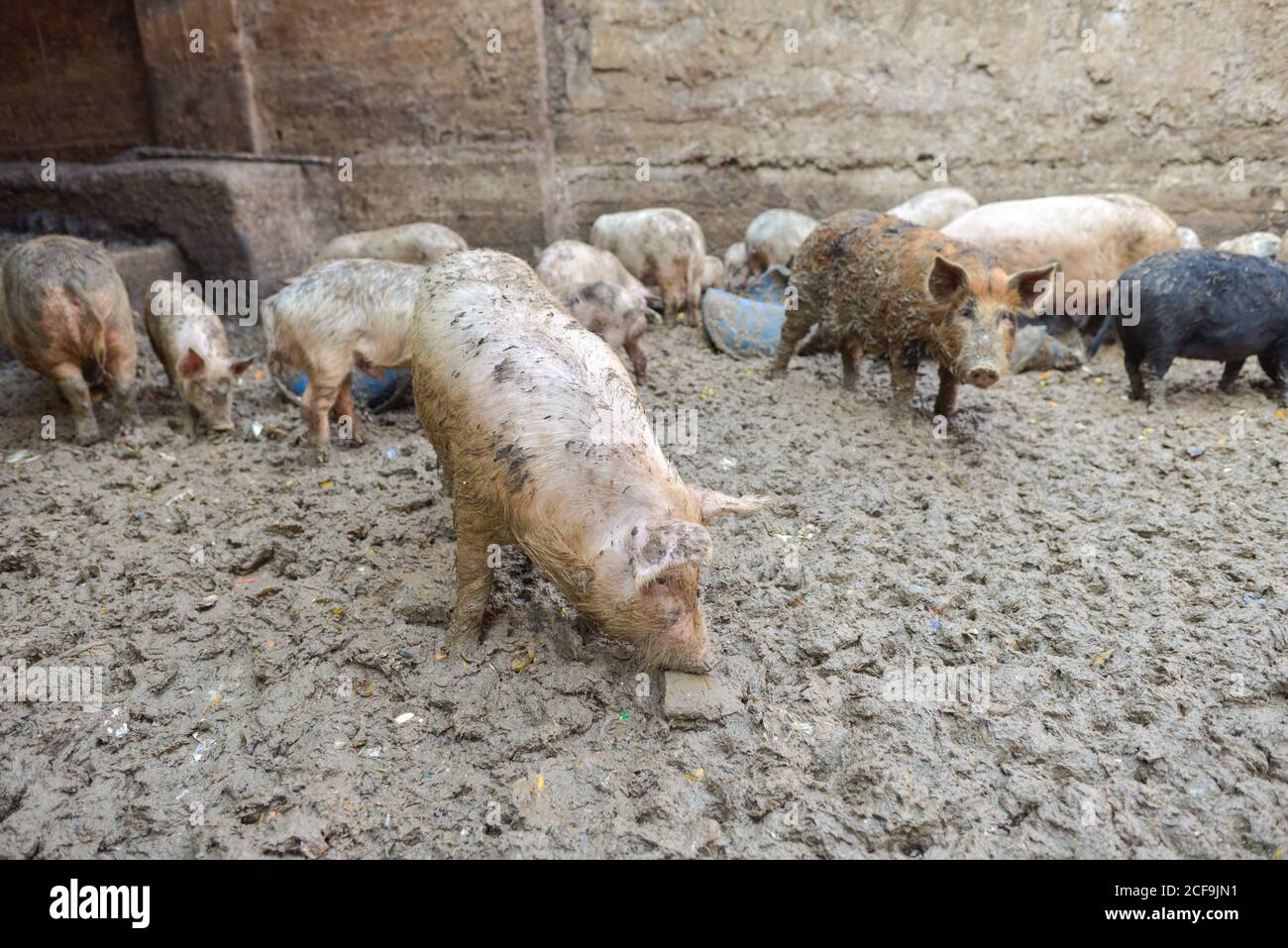 Cairo, Egypt - December 14, 2019: From above of dirty pigs feeding from ...