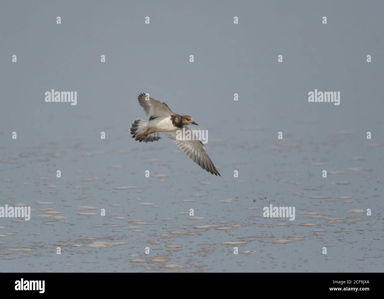 Turnstone in flight hi-res stock photography and images - Alamy