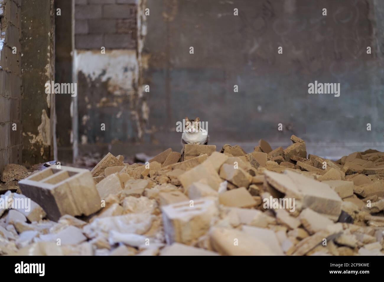 Homeless cat sitting on pile of garbage in abandoned ruined house with ...