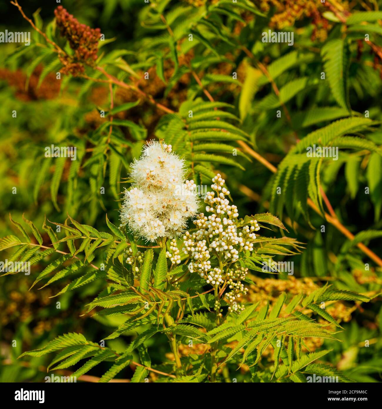 Beautiful fluffy flower white and yellow color Stock Photo - Alamy
