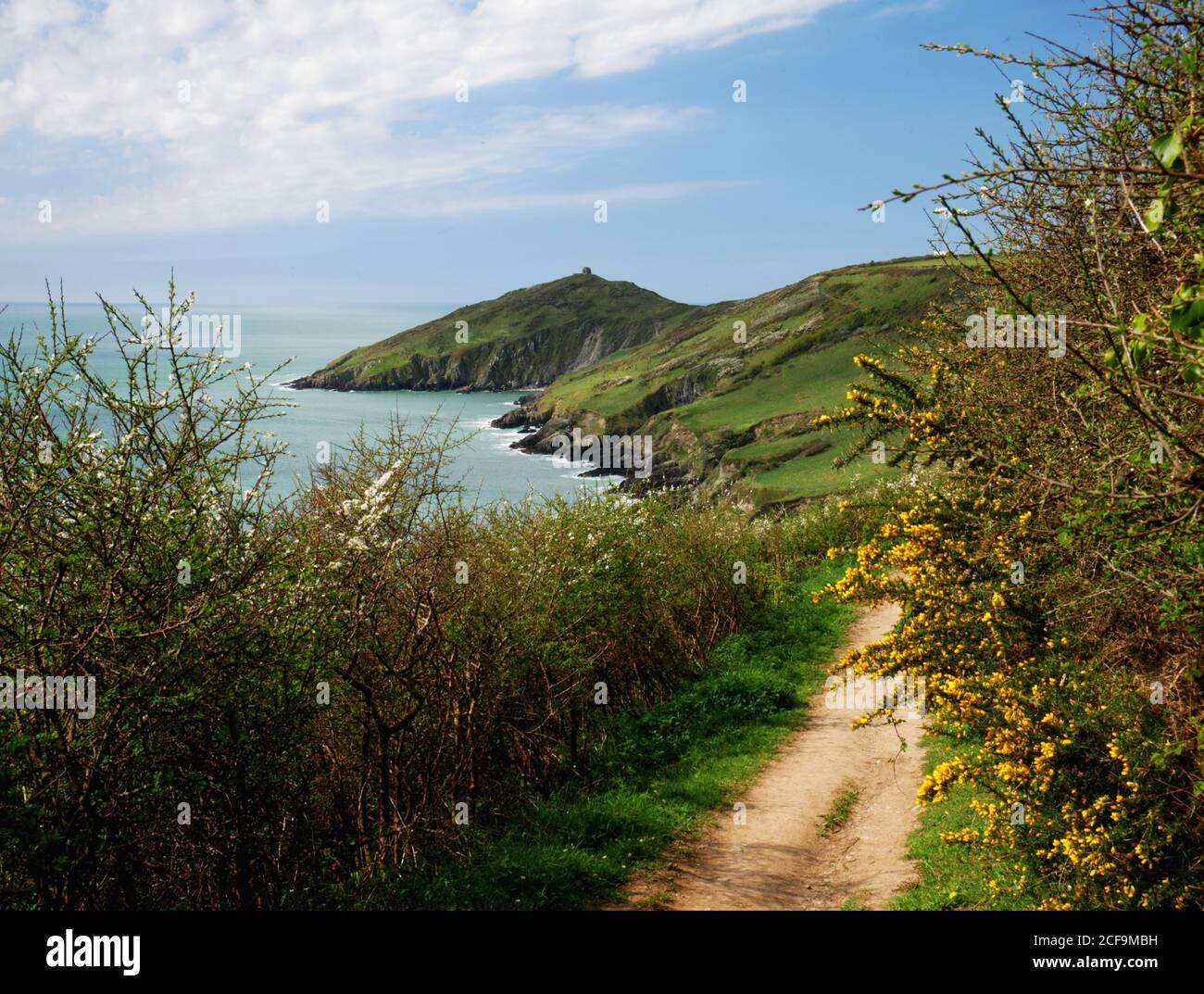 Gorse in bloom beside the coast path approaching Rame Head from Cawsand ...